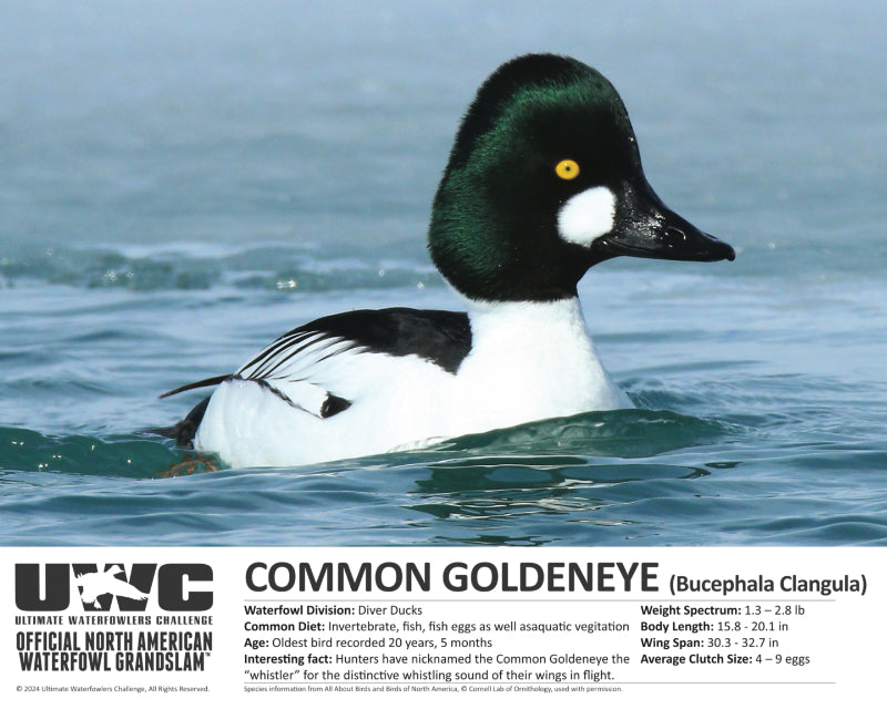 UWC COMMON GOLDENEYE WATERFOWL POSTER – Ultimate Waterfowlers Challenge